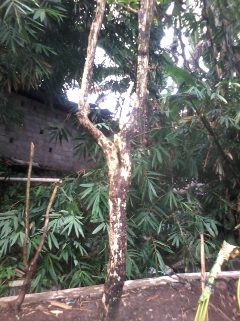 Pohon majapahit / pohon mojo ~ Arya Flower Landscape