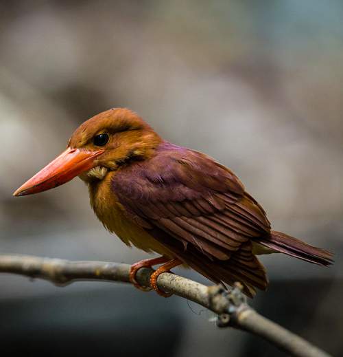 Ruddy kingfisher | Birds of India | Bird World
