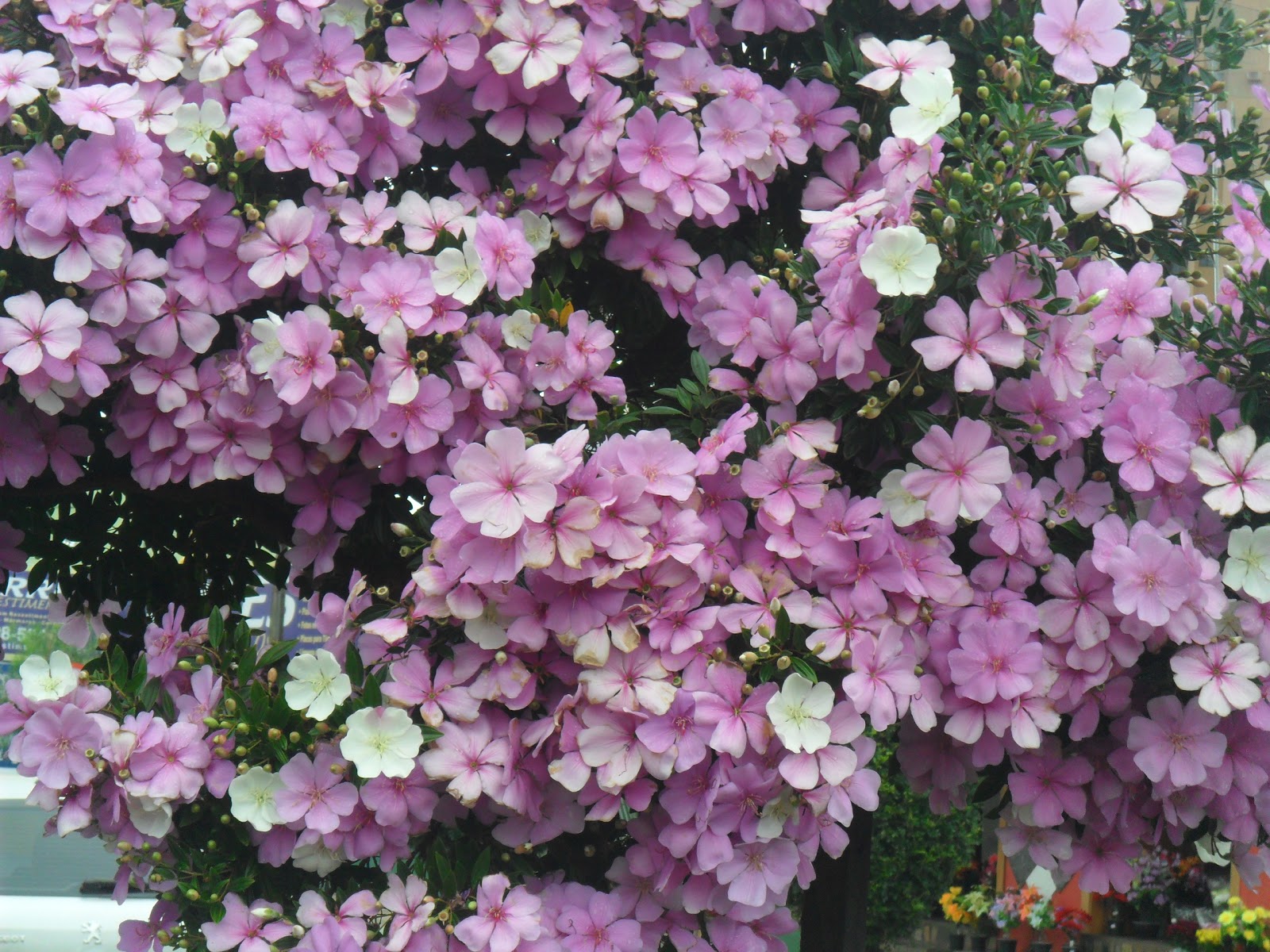 Instituto da Árvore: PRIMAVERA