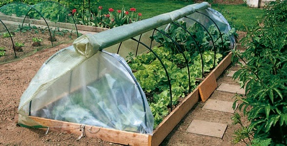 SERE - SOLARII - Cultura plantelor (4) | BRICOLAJ - GRADINA - SFATURI ...