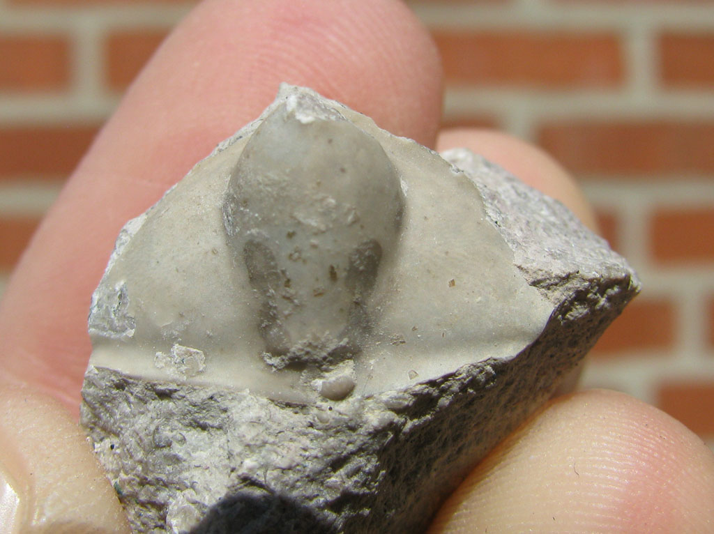 Views of the Mahantango: Lonchodomas and Illaenus trilobites from St ...