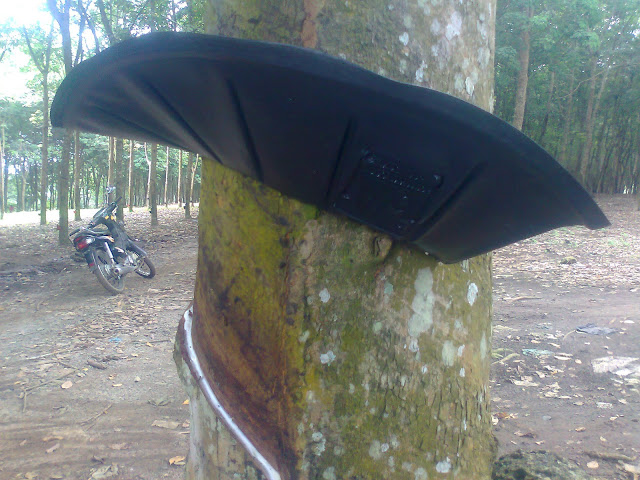 PT. INTI TANI NIAGA: Pelindung Bidang Sadap Karet dari Air Hujan