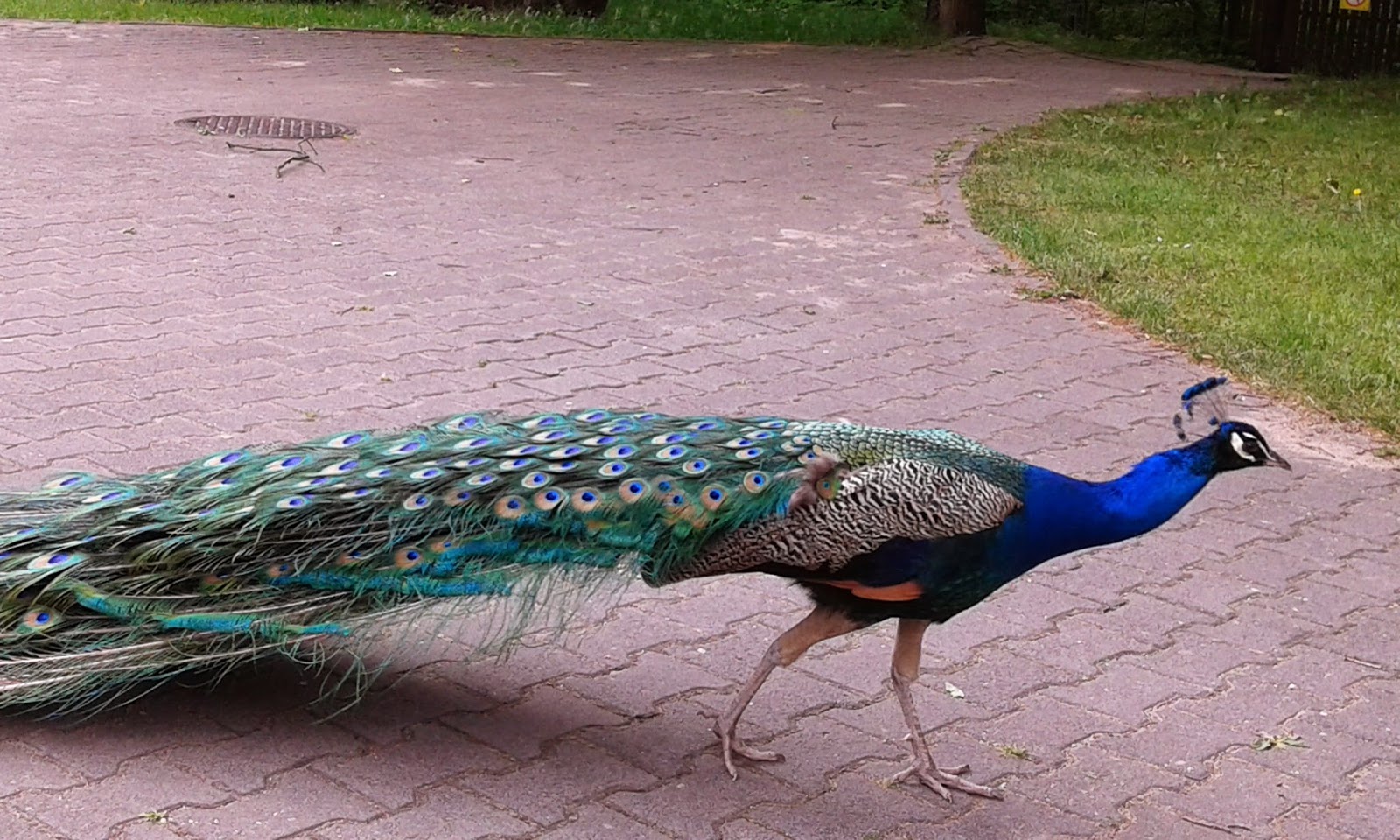 Pani od biblioteki: Pawie pióra i inne przesądy