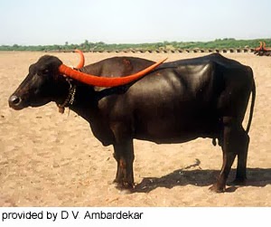 Dairy Farming: Buffalo Pics