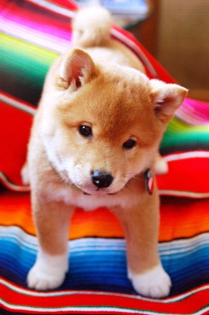 3 Top Amazing Beautiful Shiba Dogs - Adorable Animals
