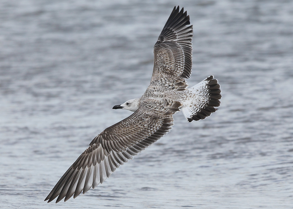 Richard Smith - Birdwatching Days Out: 1st winter & 1st summer CASPIAN ...