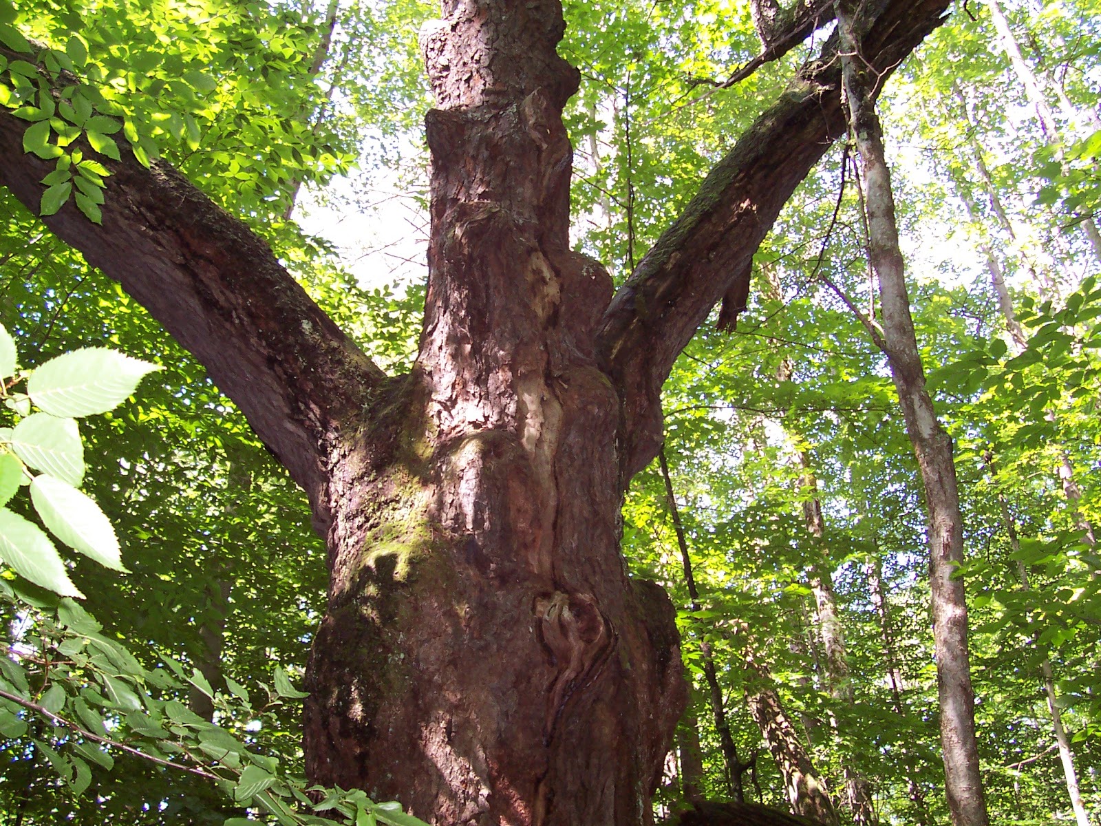Exploring Chenango County, New York: OLD CHERRY TREE IN MCDONOUGH