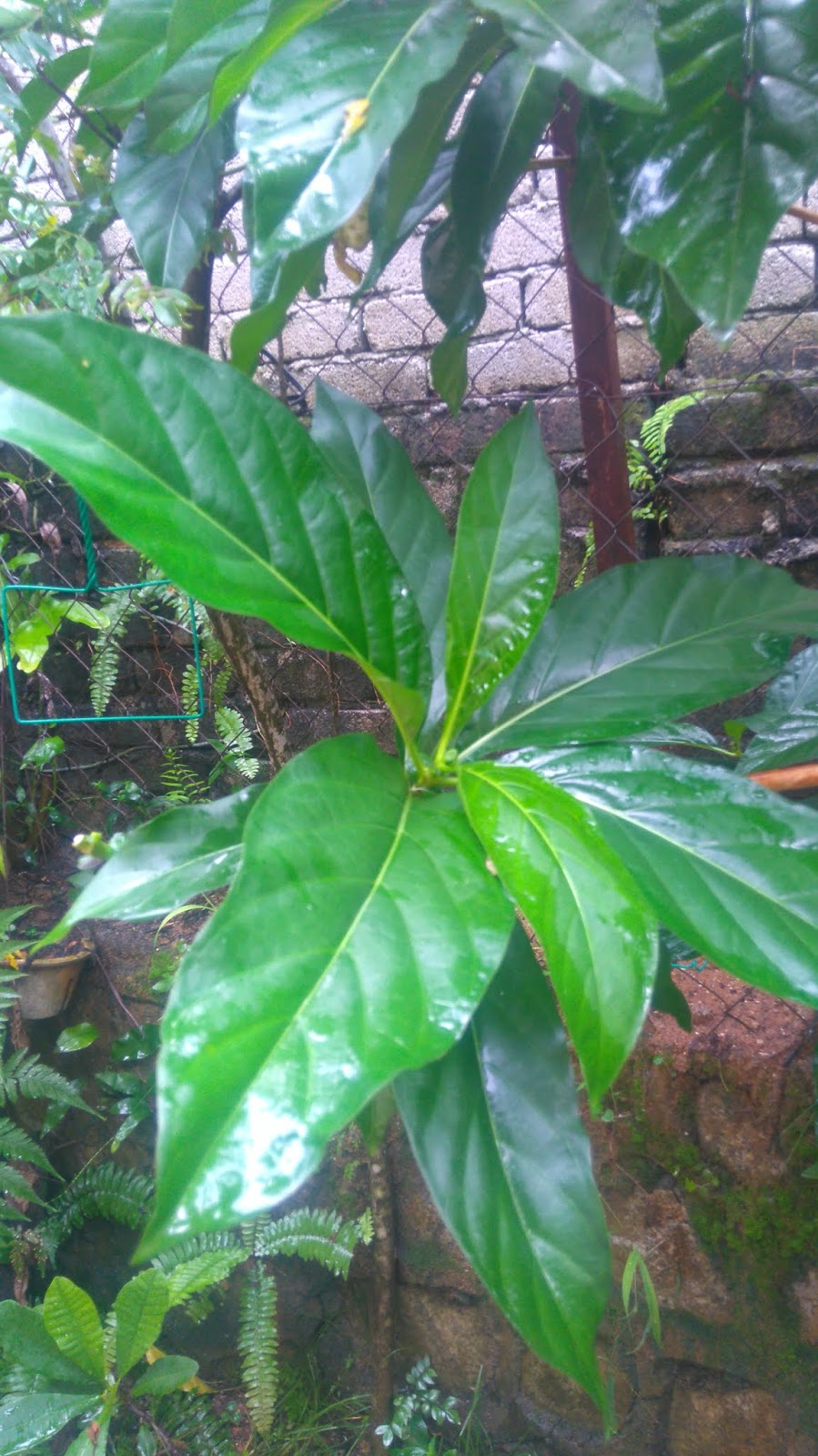 daun mengkudu untuk tungku - Natalie Harris