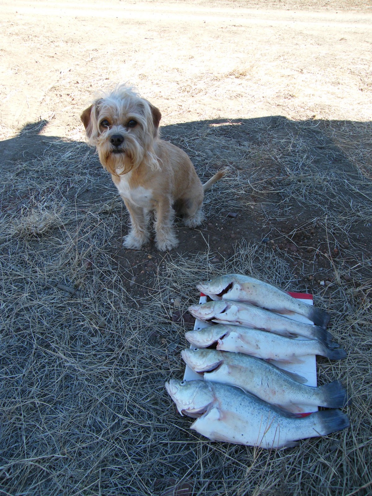 BJ and Noelle Travel Oz : Isisford, Outback Queensland
