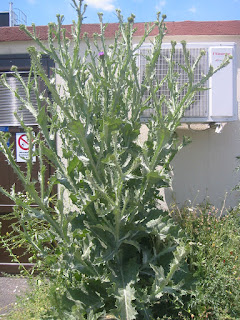 Blog de fotografii: Maracine urias