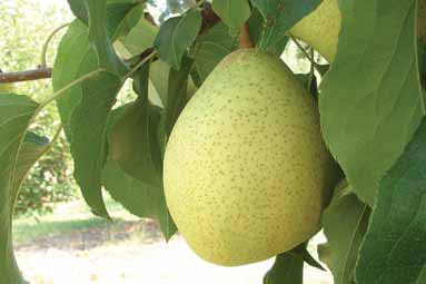 Temperate Climate Permaculture: Asian Pear Varieties... just a sampling