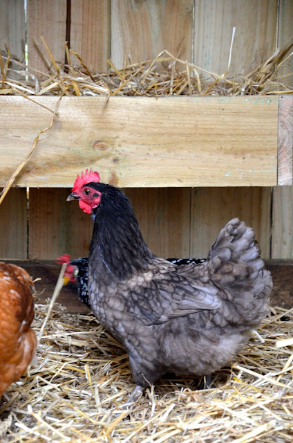 dandelion: Chooks make me happy