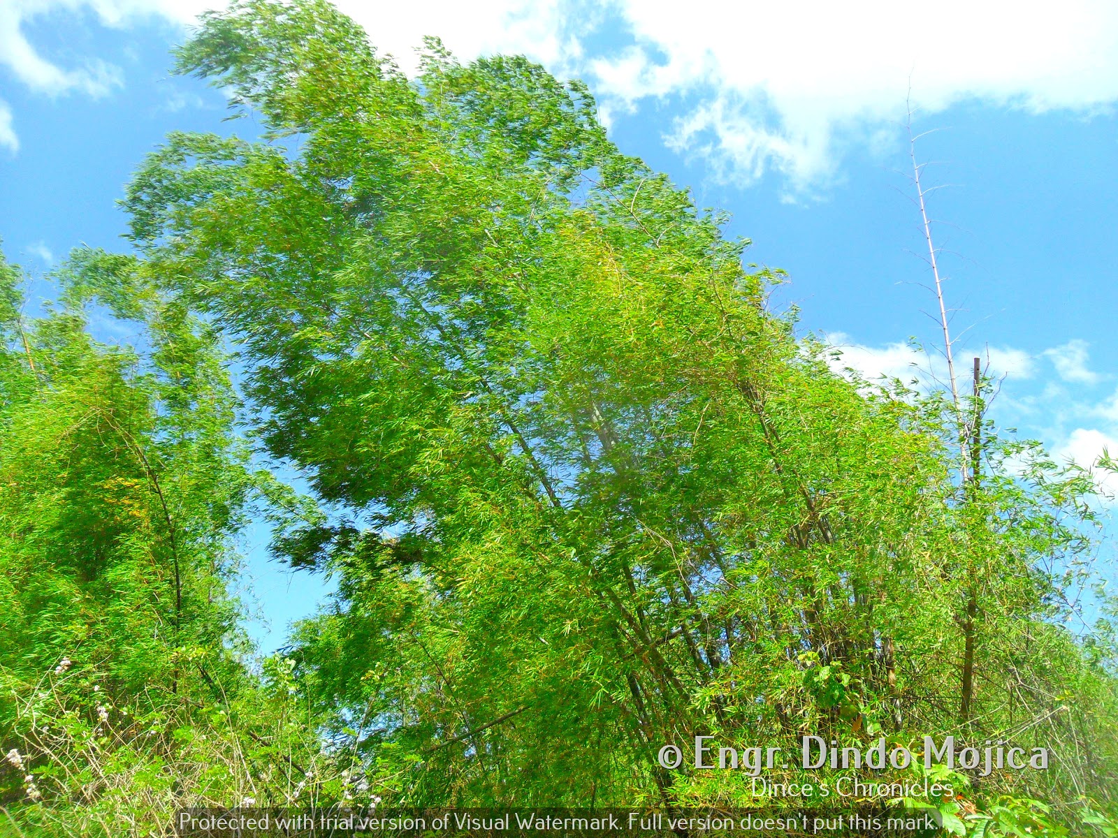 Dince's Chronicles: THE MARAGONDON BAMBOOS