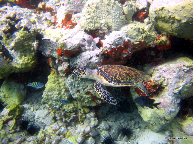 Un papillon dans la cite: La Guadeloupe