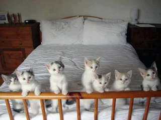 Raising Kittens - Cats lovers