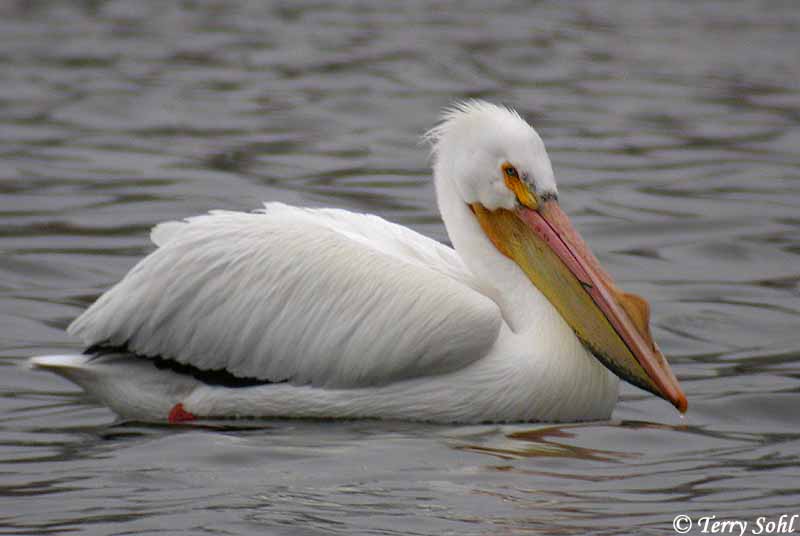 The White Pelican | Bird Facts With New Photographs | The Wildlife