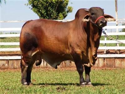 Criador e Produtor: Raça Sindi