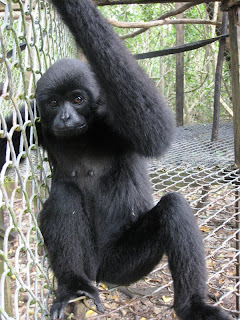 veterinari.com: Mengenal Hylobates klossi