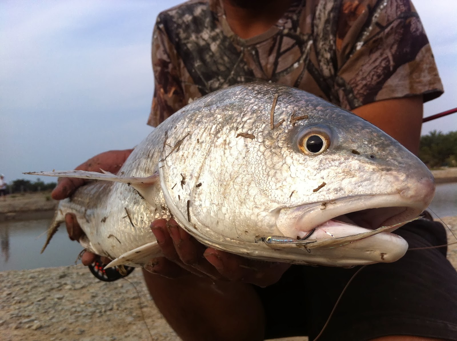 FLY TYING MANIA : SENANGIN TAIWAN aka RED DRUM