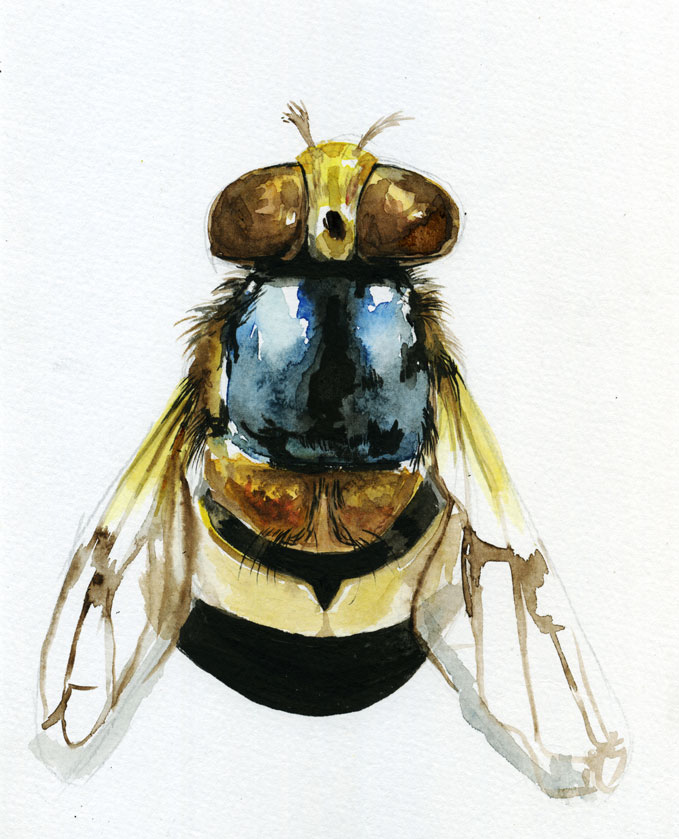 MC drawn: Insect—sketch: watercolour and ink