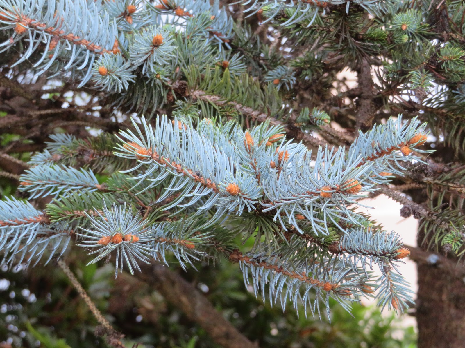 Em Defesa das Plantas dos Açores: Picea pungens Engelm.