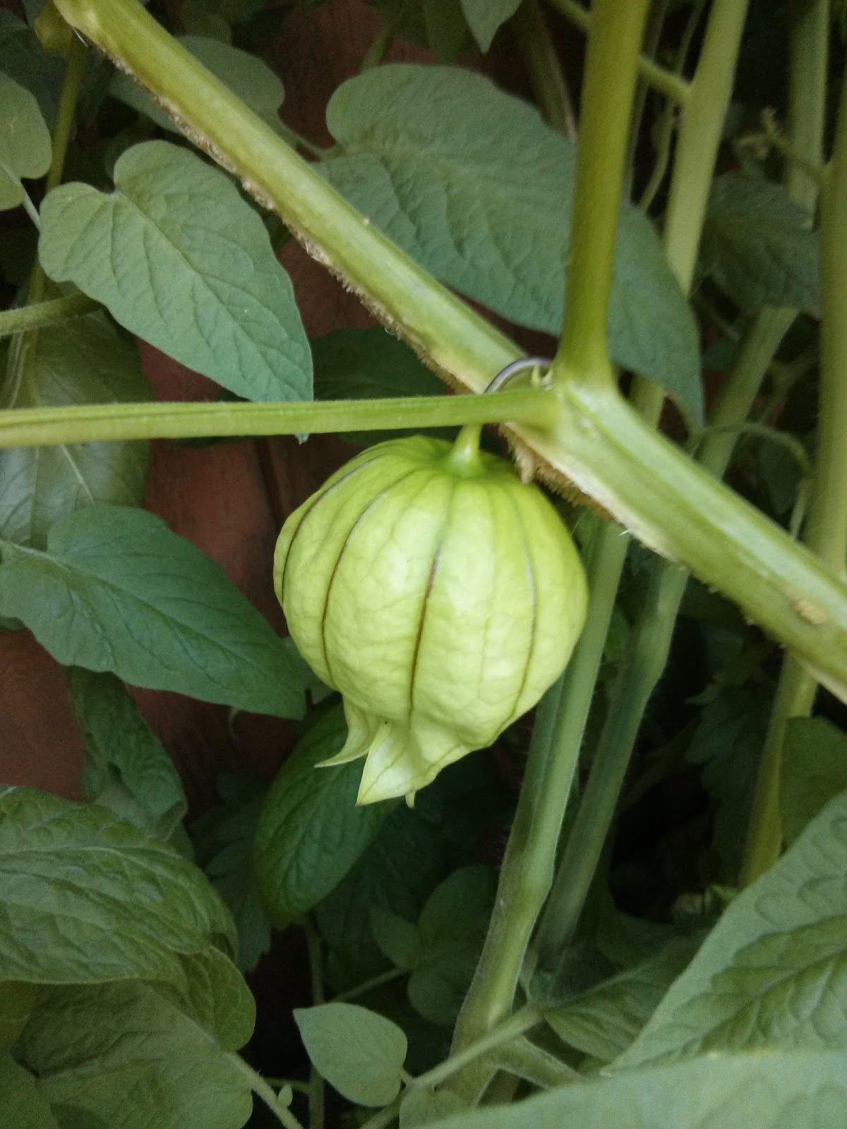 Tomatillo Plant Fruiting -2013