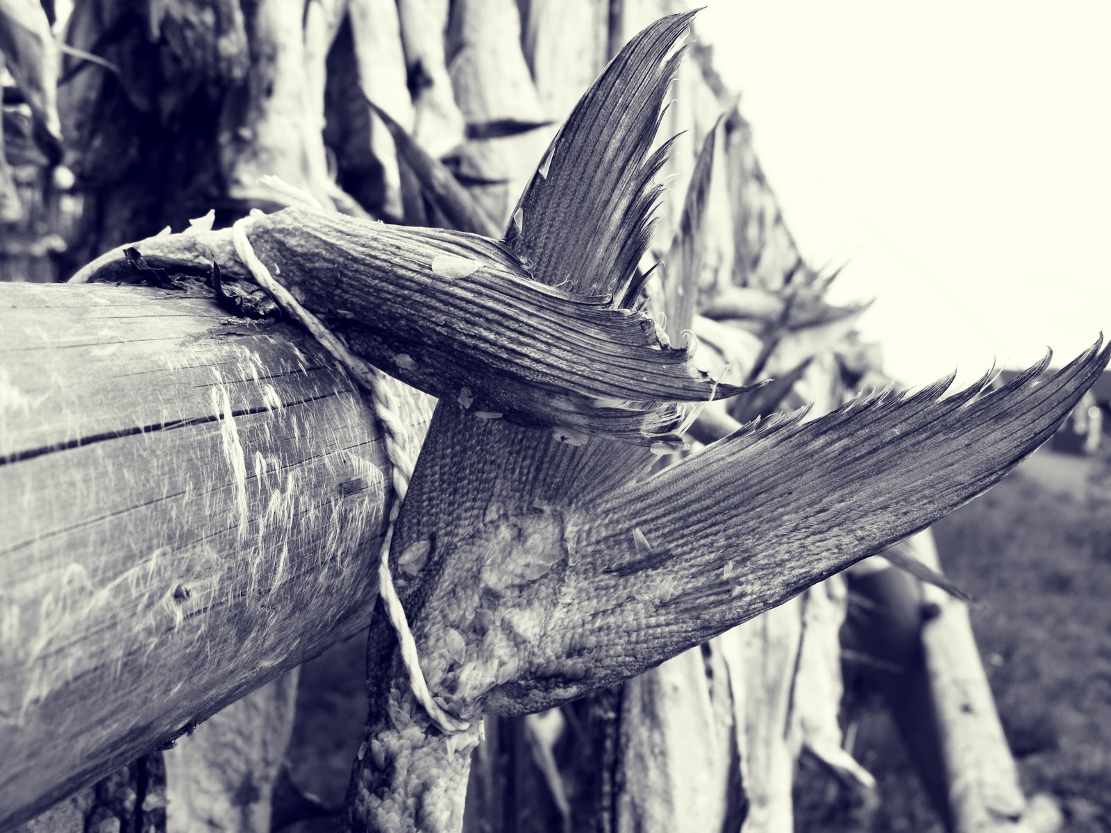 Norwegian Exploration: Bright Light at 2 AM