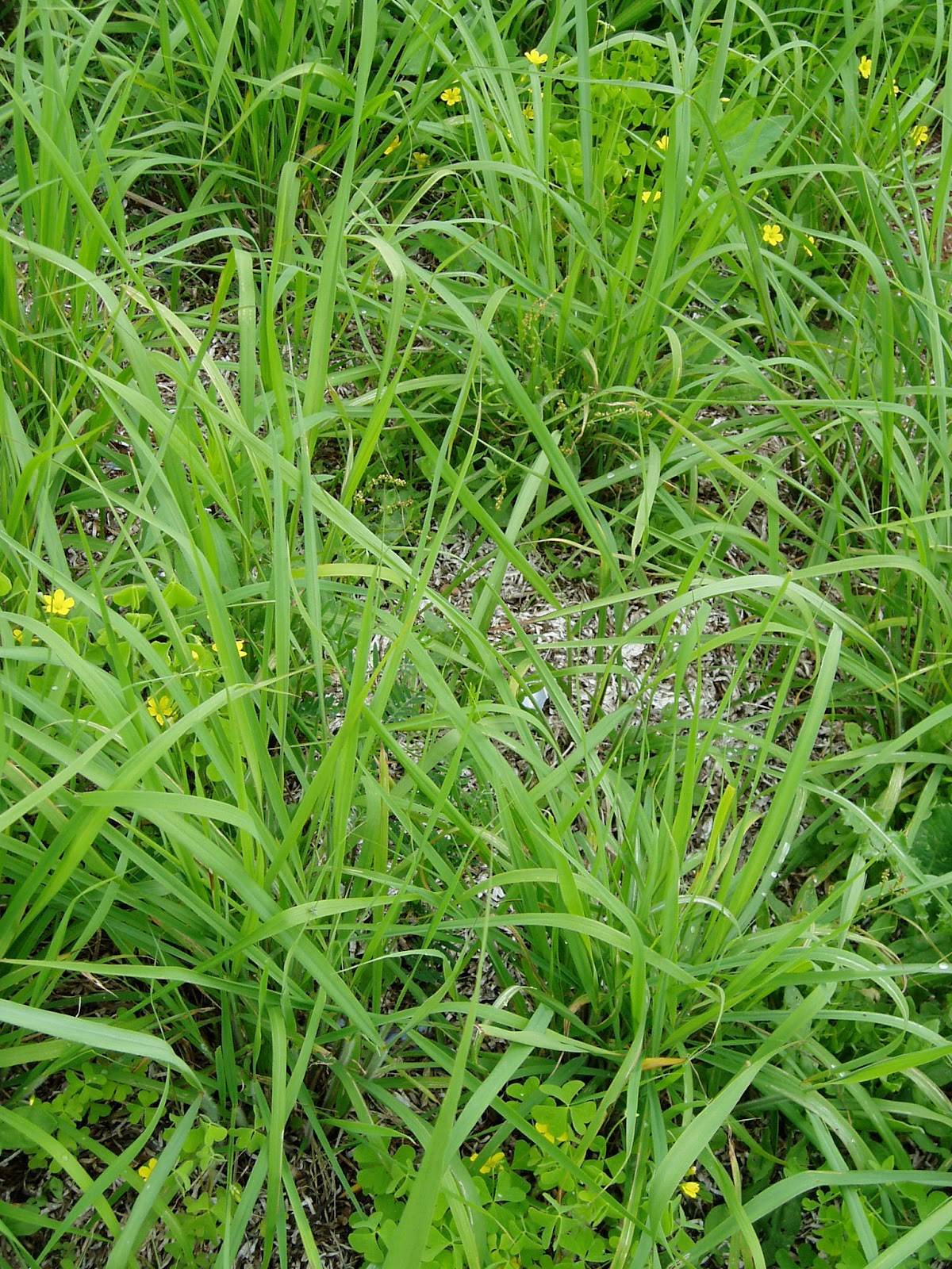 Lovegrass Farm: March 2012