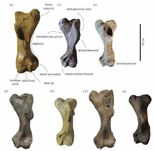 The Coastal Paleontologist: 2018 in review: advances in marine mammal ...