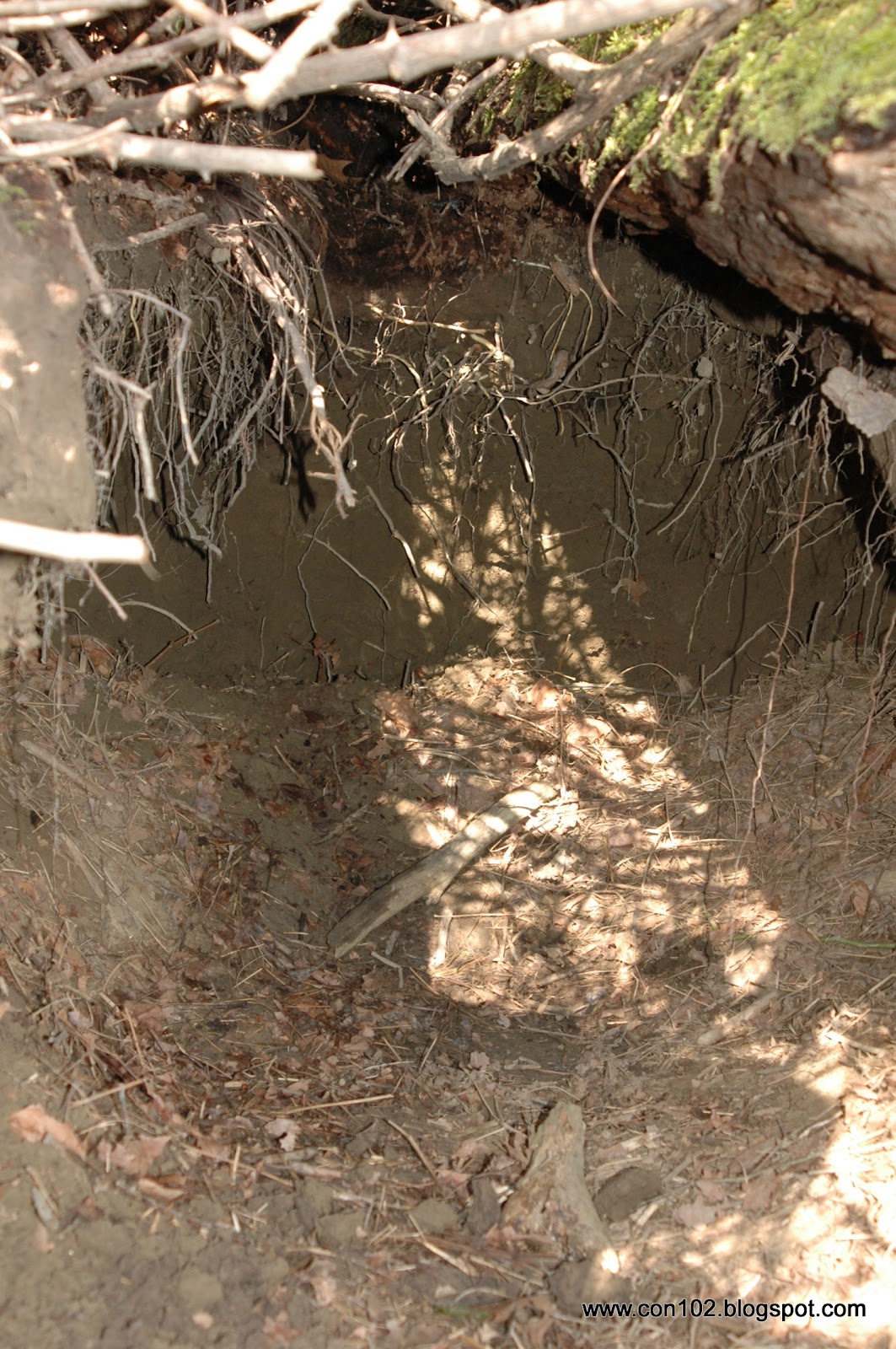 Backyard Beasts: Black bear den in Addison, NY