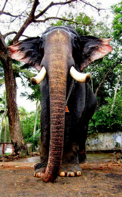 Pambady Rajan HD photos - Kerala elephant Pambady Rajan hd images