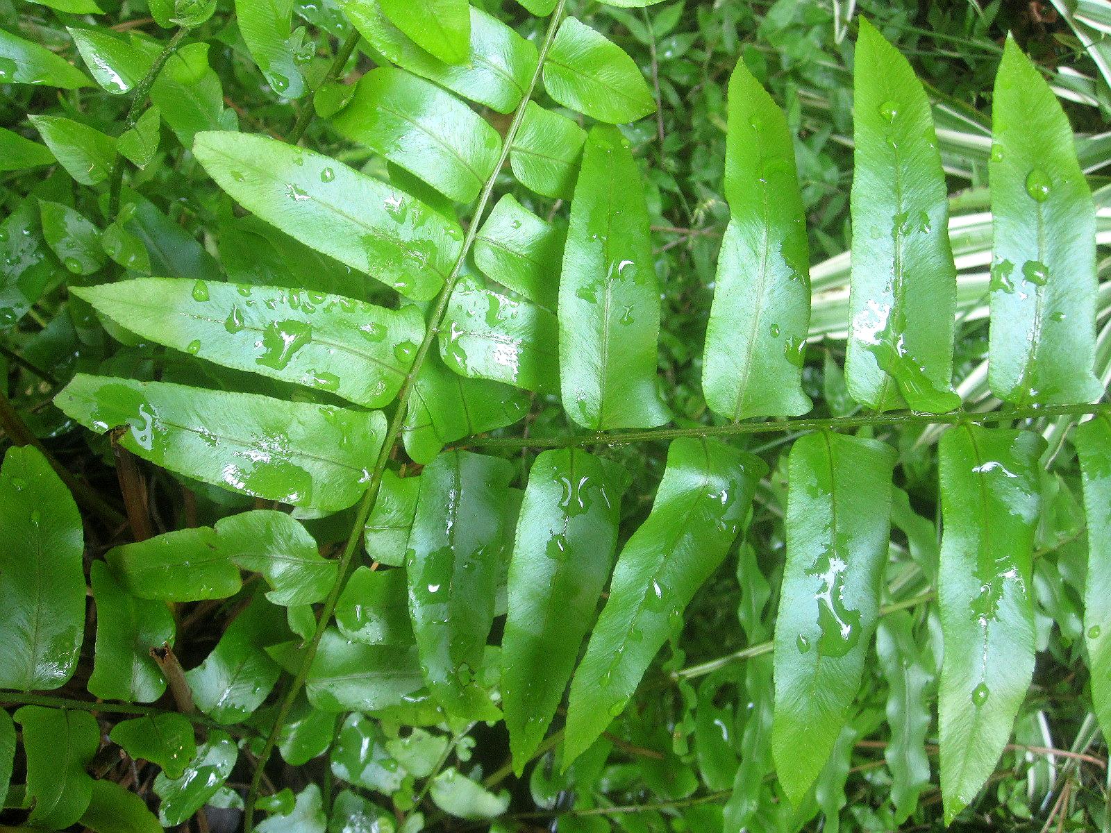 Garden Wink: MACHO FERN COOLS ME DOWN