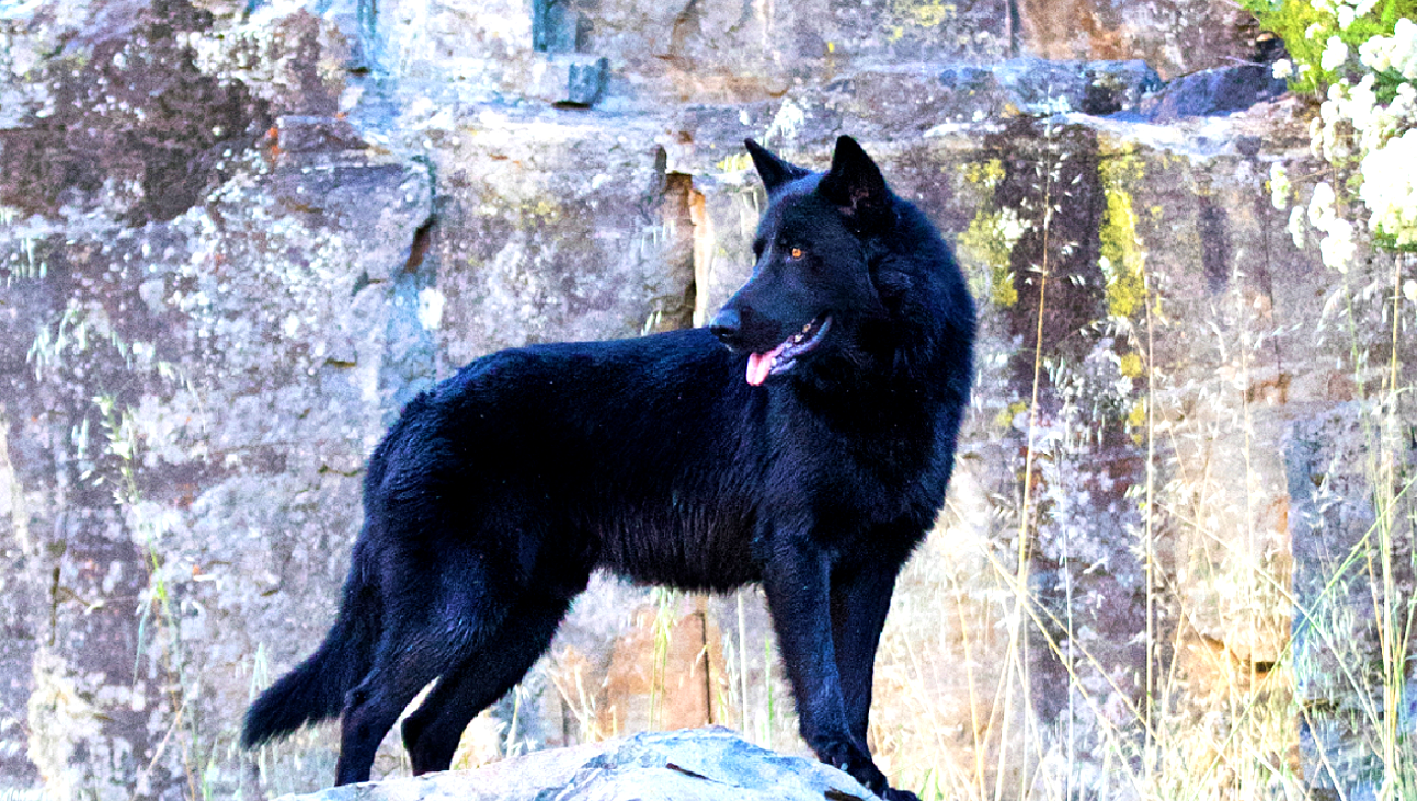 EADD TV / VIDEO CHANNEL: CALUPOH | El espectacular perro lobo de méxico ...