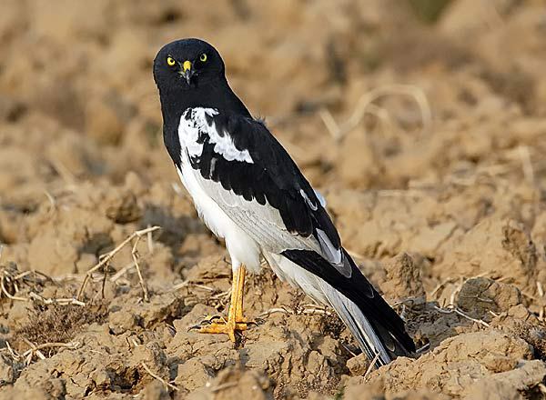 Jenis-Jenis Elang di Indonesia Bagian 2 - EDUBIO