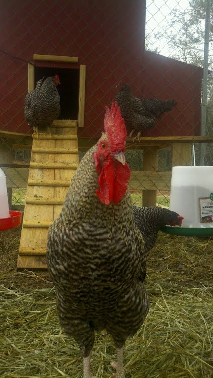 Chuck's Farm: Bee Hives