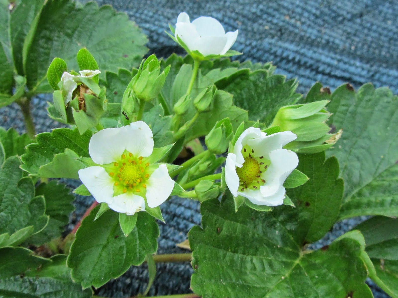 Come Coltivare le Fragole (Fragaria sp.) | Il Gusto Della Natura