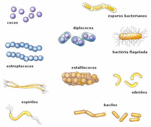LOS REINOS (taxonomia): REINO MONERA