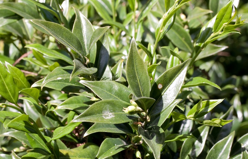 HOW TO GROW THE SWEET BOX - Sarcococca confusa |The Garden of Eaden
