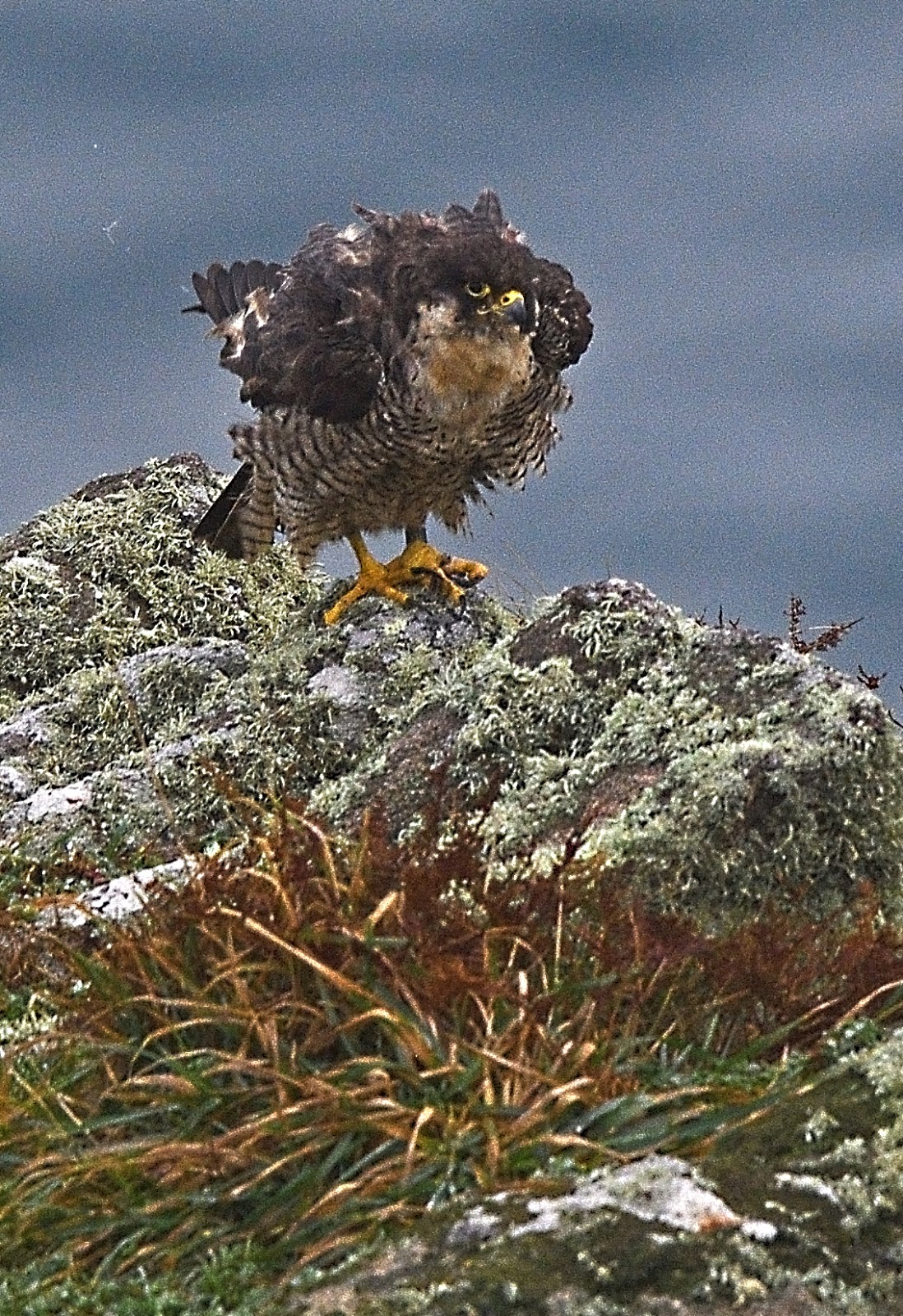 Alan James Photography : Peregrine Falcon Portraits