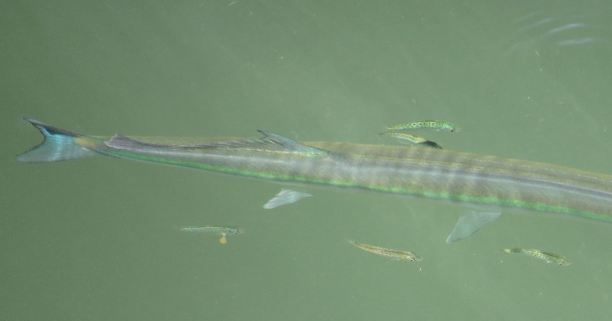 Queensland Coast: Pilot fish and Longtoms