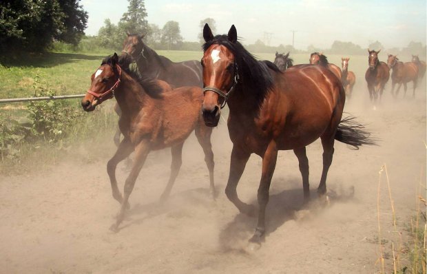 ,,Bo najpiękniejsze na świecie są konie ": Rasy koni
