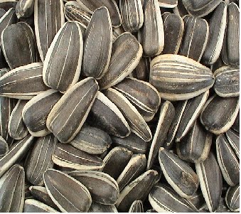 MITIKI -KILIMO KWANZA: KILIMO BORA CHA ALIZETI