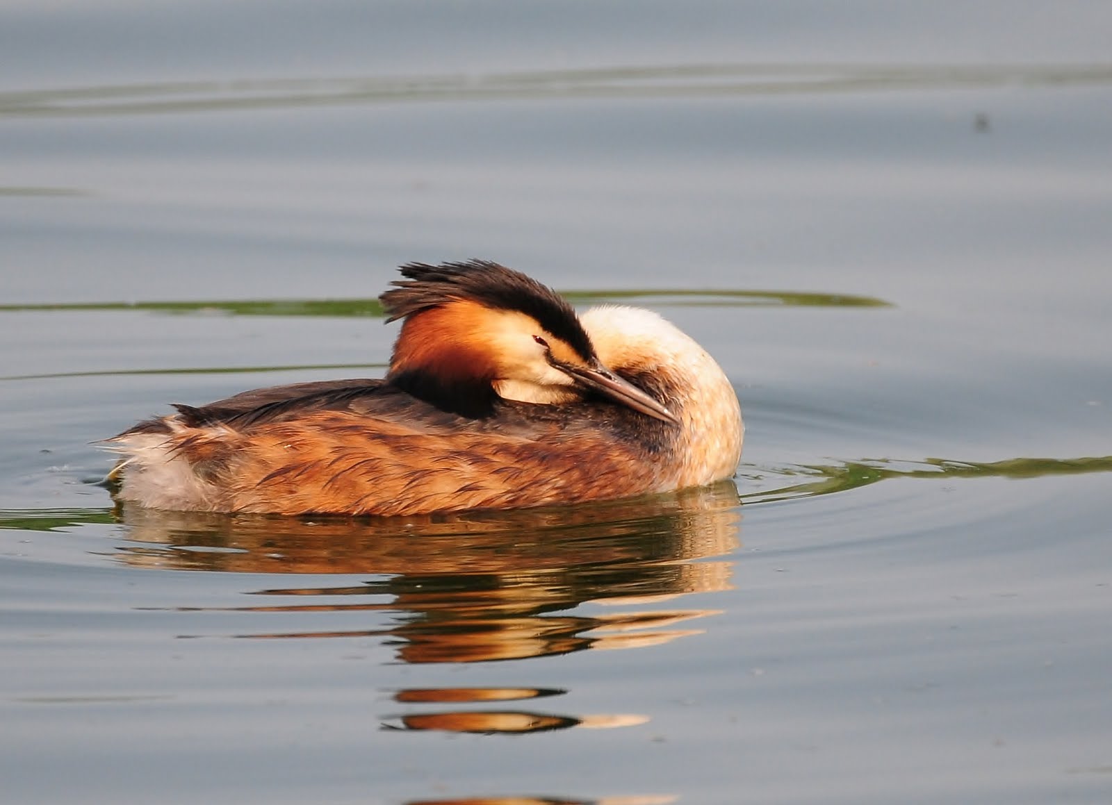British Wildlife Photography: Great Crested Grebe