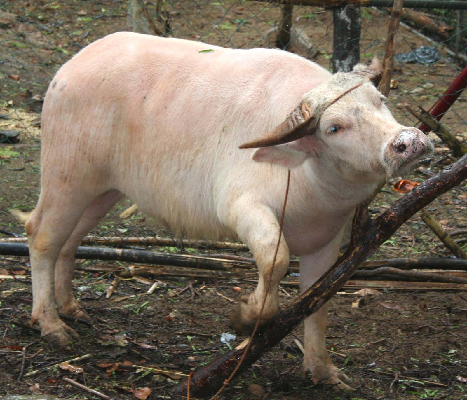 Living with Nature - School on Blog by Dr. Abercio V. Rotor: Meet Some ...