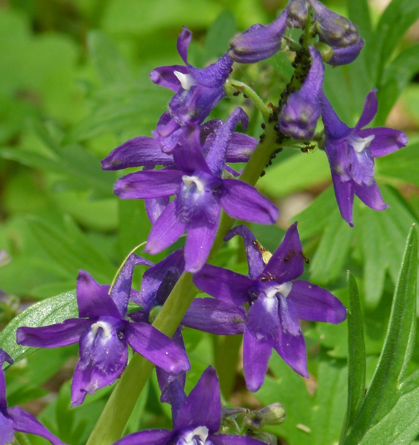 Naturally Purple Flowers