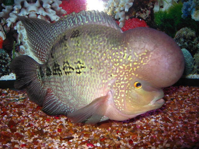 Breeding Flowerhorn Fish: How to Properly Manage Your Flowerhorn Fish ...