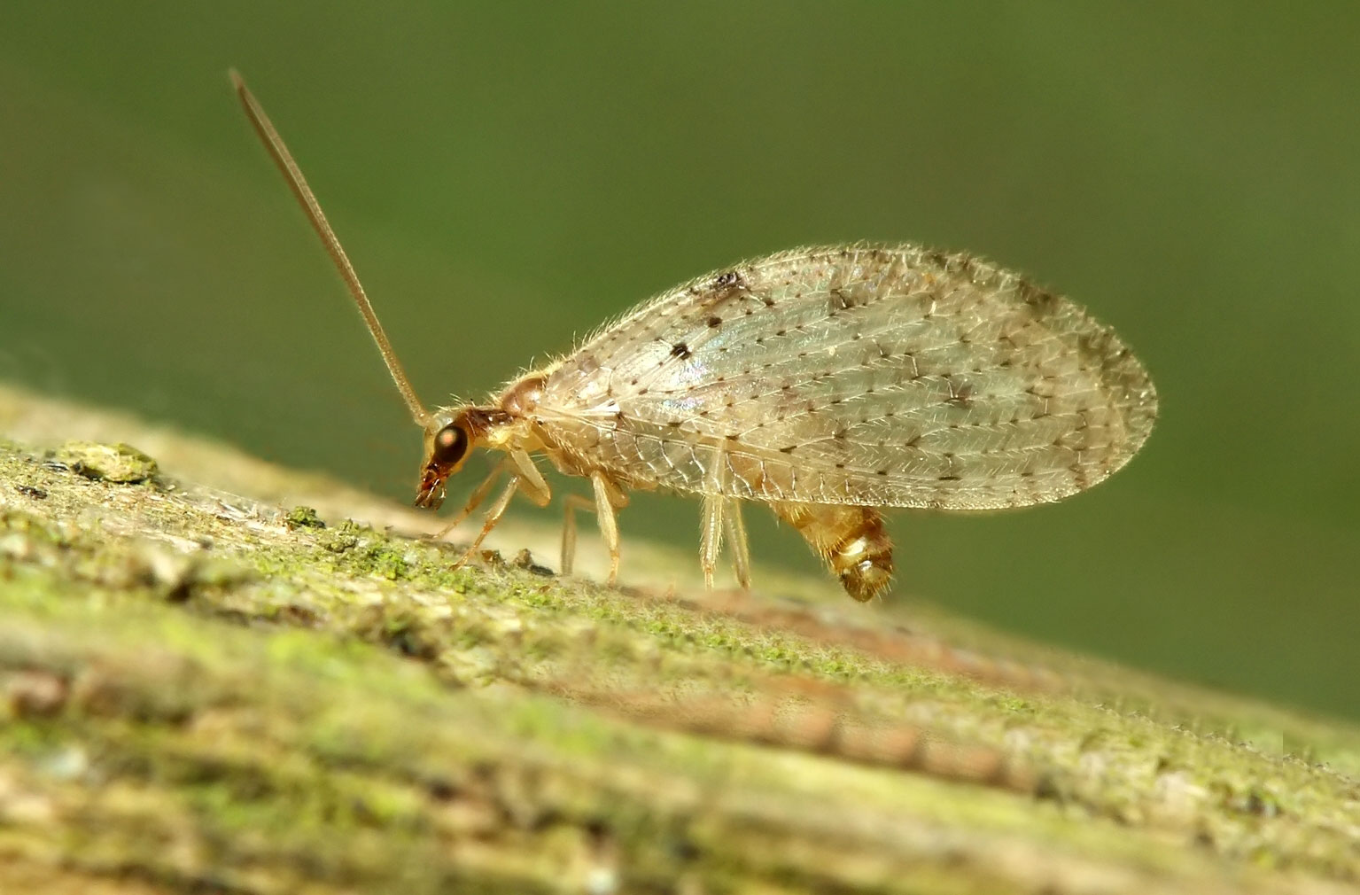 JJ's Photographic nature blog: April 2011