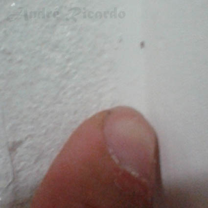 Insetologia - Identificação de insetos: Insetos Minúsculos em São Paulo