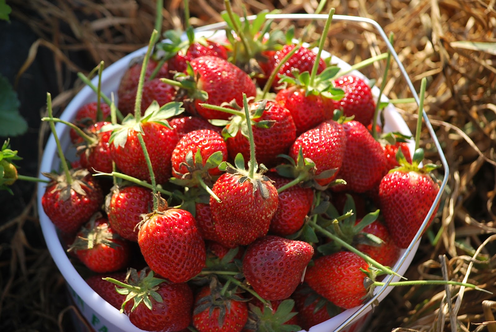 My story in recipes: Strawberry Season