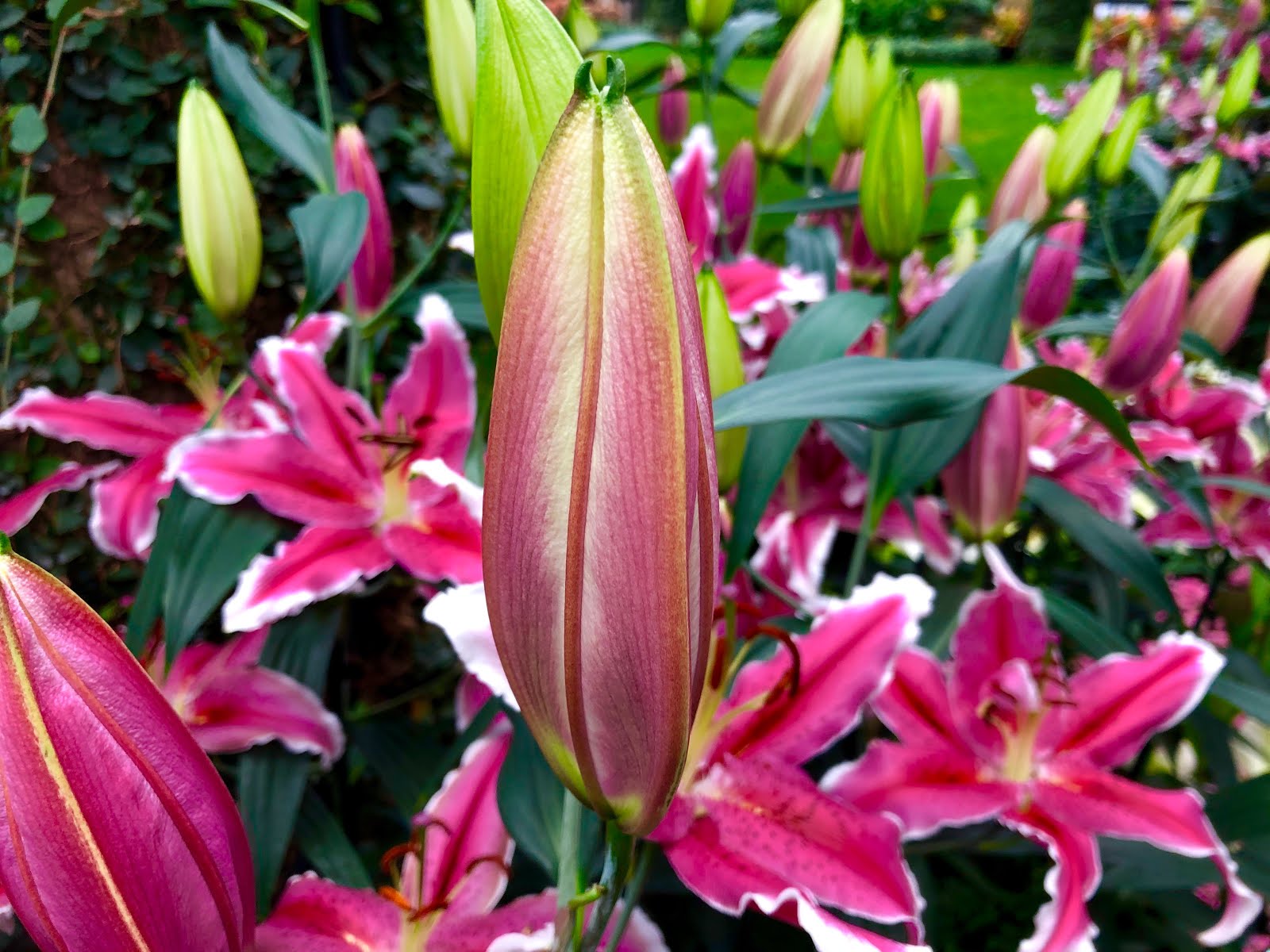 It's All About Purple: The Stargazer Lily